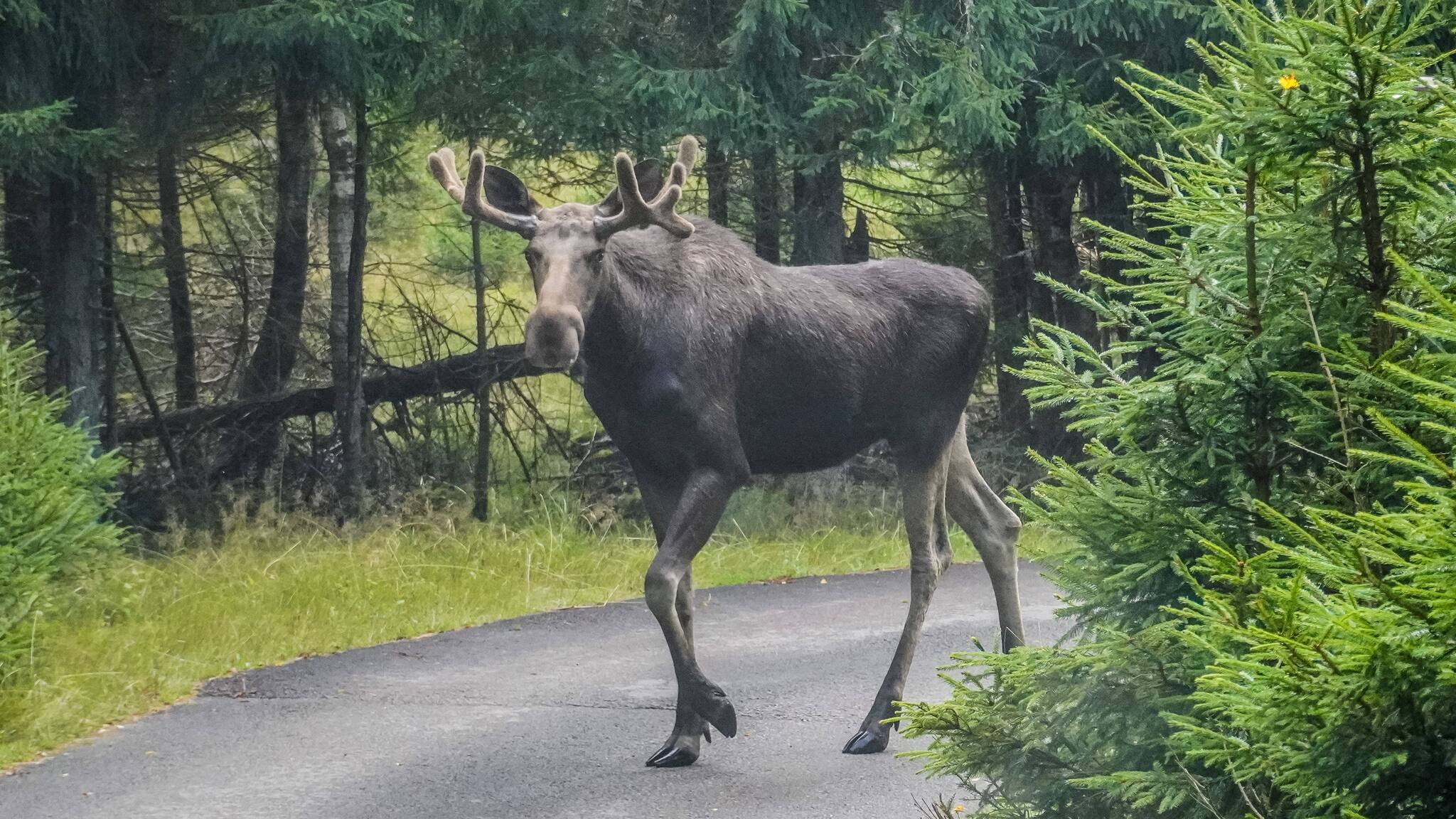 Elch Emil: Das ist seine Reiseroute durch Europa