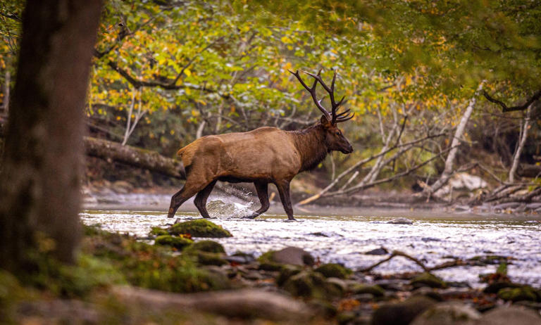 Elch Emil: Das ist seine Reiseroute durch Europa