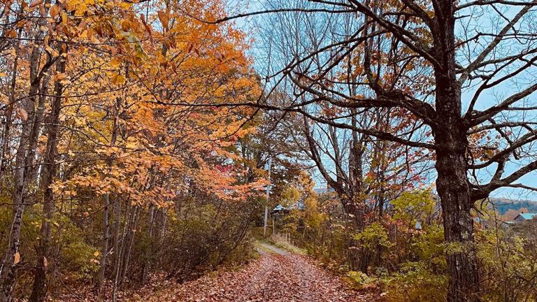 Weather Words: Fall Vs. Autumn