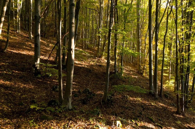 Creature not seen in nearly 200 years discovered in Ohio: 'You don't ...