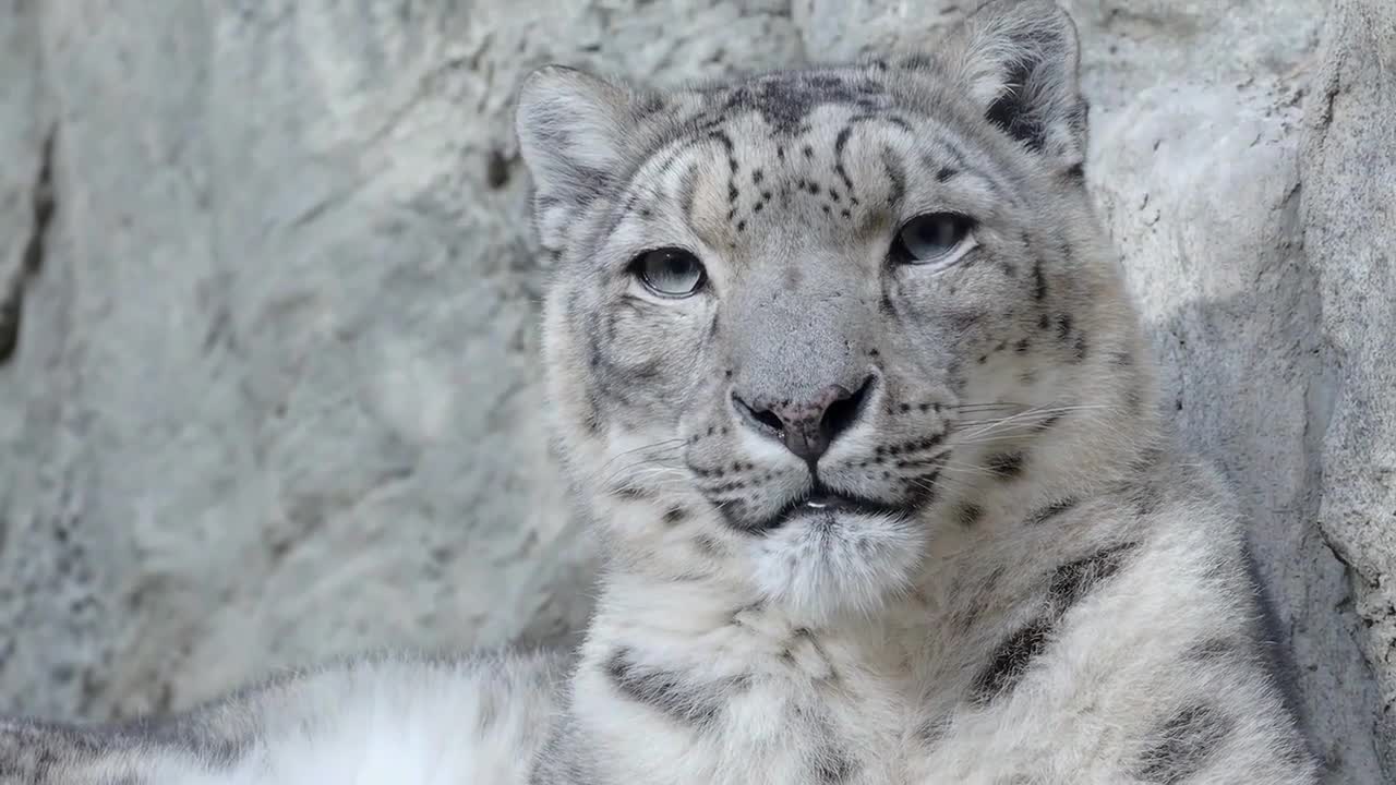 Up Close with the Snow Leopard: Nature's Silent Hunter