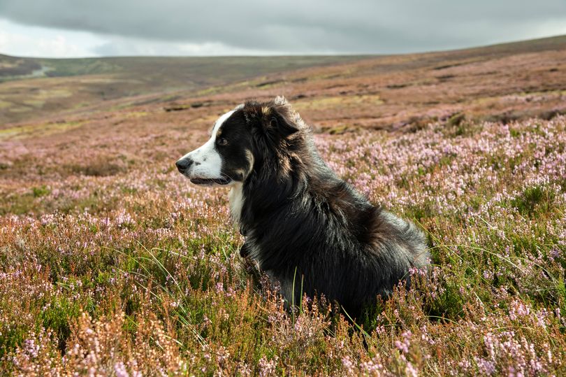 Dog that appeared on A Yorkshire Vet has adorable reaction to TV segment