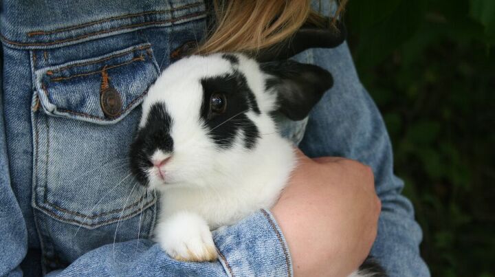 5 Fun Facts About Rabbits You Might Not Know