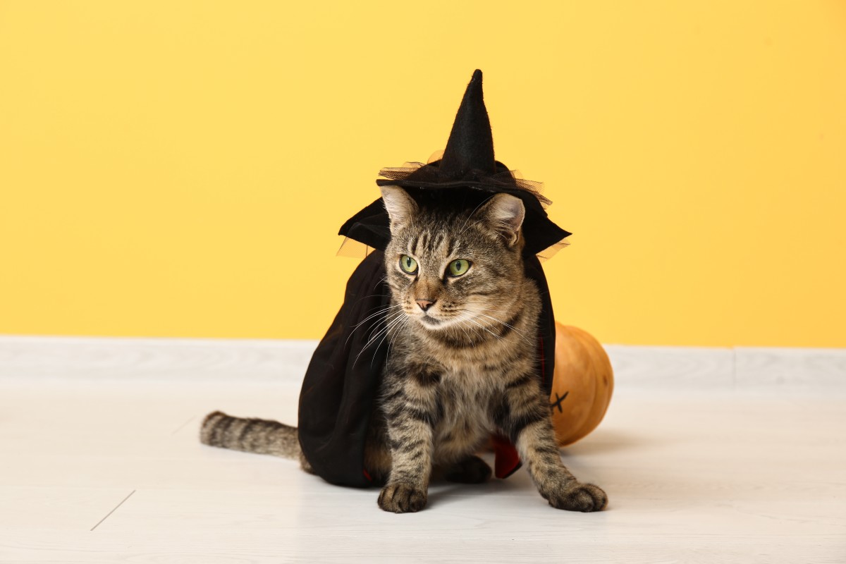 This 'Wicked'-Themed Cat Scratcher House Is the Purr-Fect Haunted Hideaway