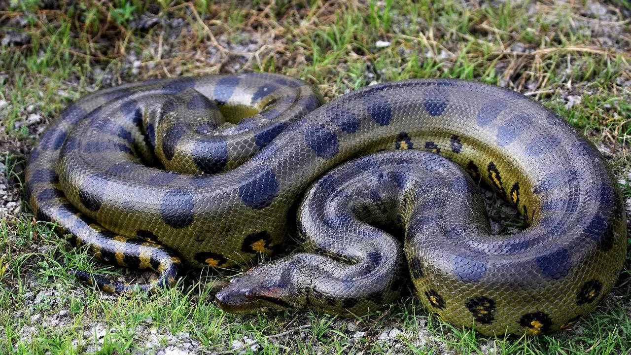 Green anacondas: Know some interesting facts about the heaviest snake ...