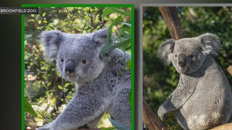 Brookfield Zoo saying goodbye to koalas, welcoming jellyfish and anteaters