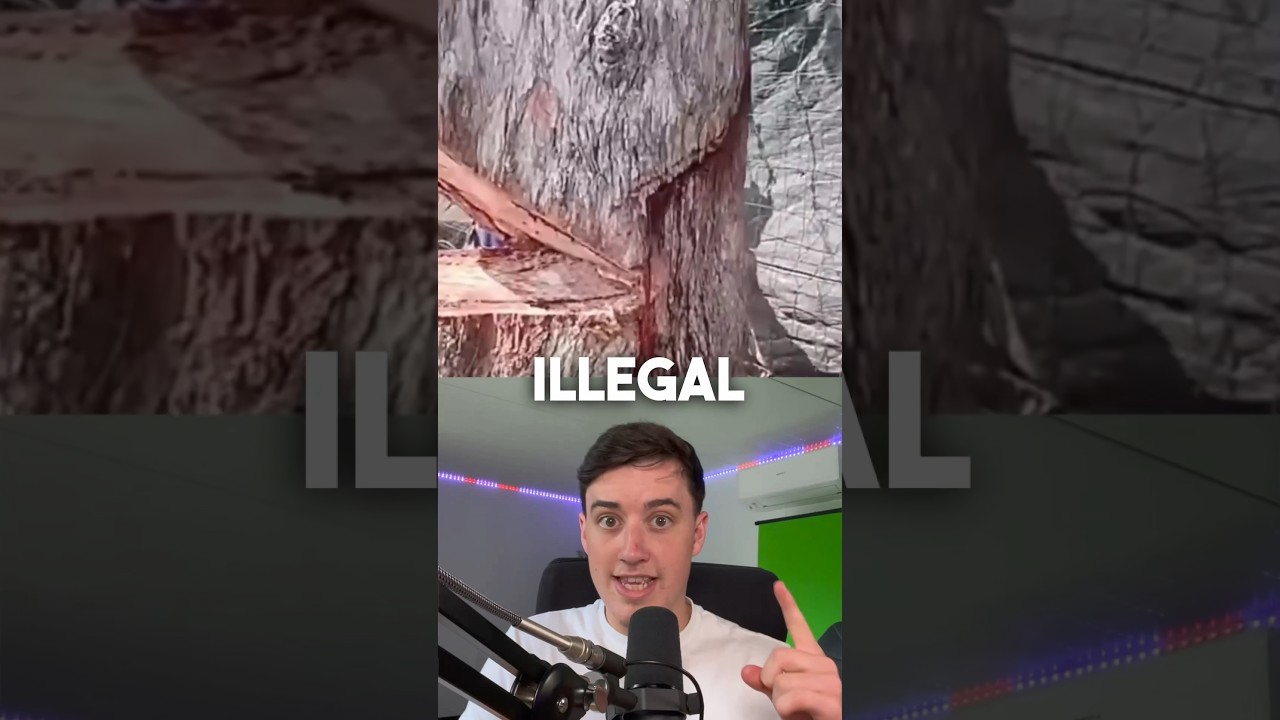 Why a video of a bleeding tree was quickly hidden online
