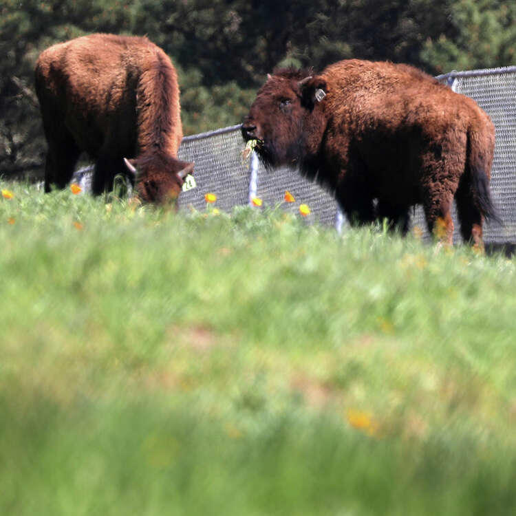 Why are there bison in Golden Gate Park? We found the story of San ...