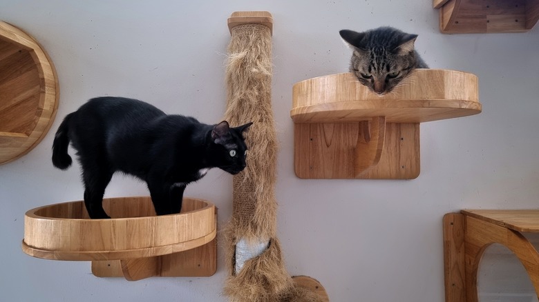 Tips When Installing A Built-In Cat Tree