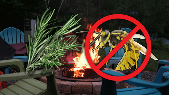 The surprising wasp repellent you might already have