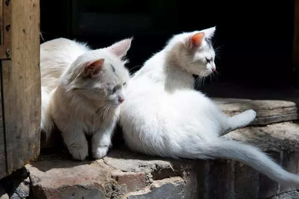 8 Wild Secrets White Cats Have Been Hiding from Humans