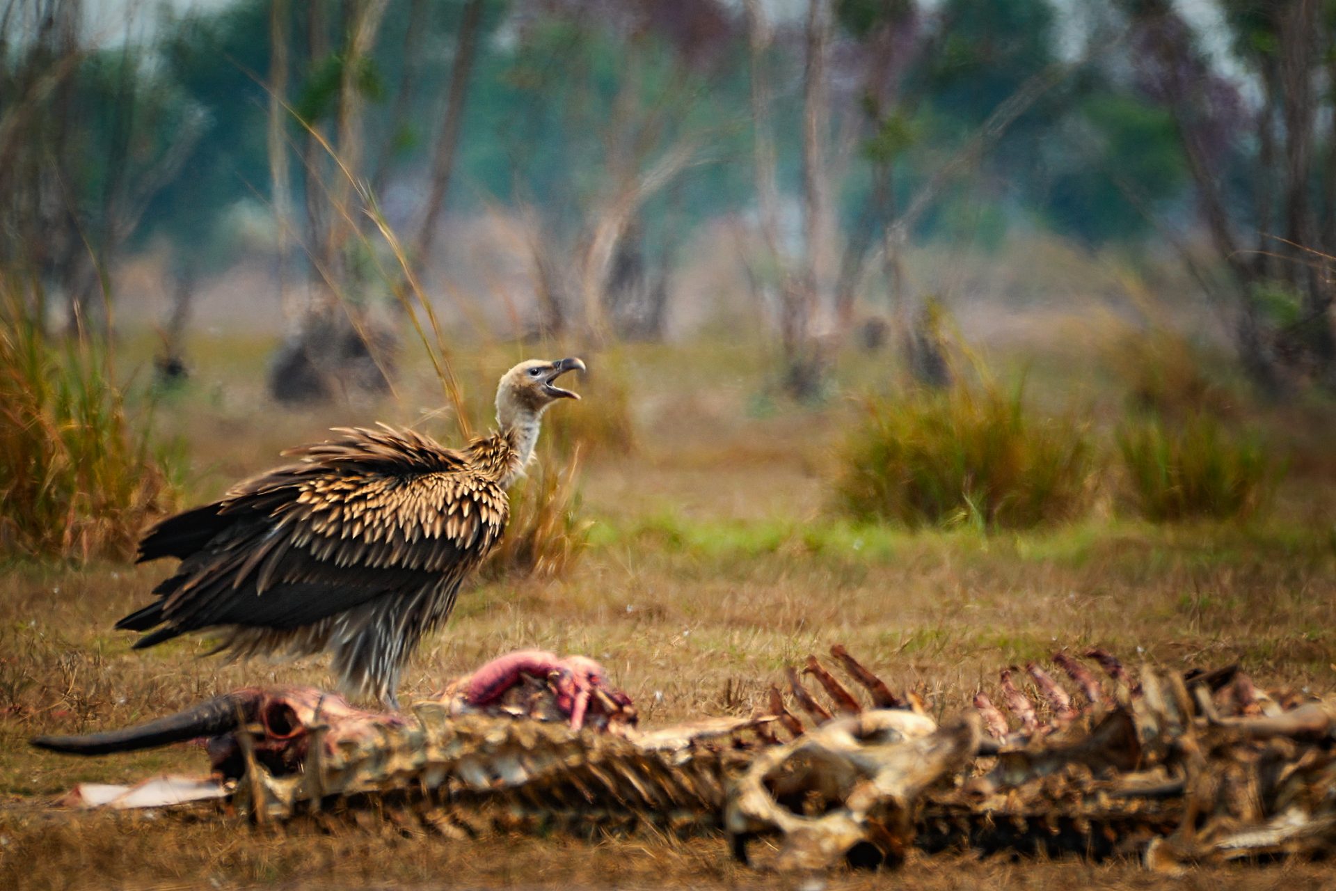 Ugly and endangered: Why weird creatures deserve saving too