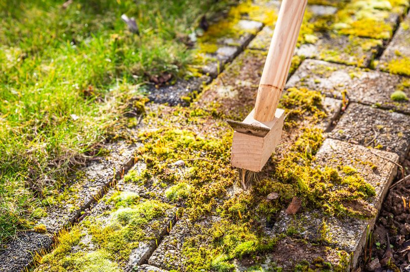 Moss and 'dangerous' algae will 'disappear' from your driveway with 35p ...