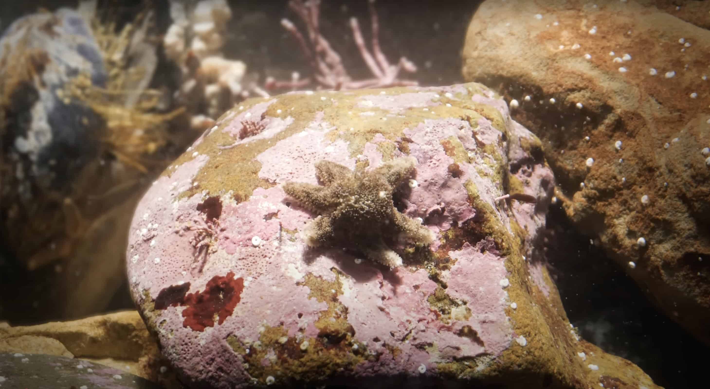 How the Six-Rayed Sea Star Protects Her Babies From Danger