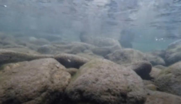 Planned environmental rule changes threaten beloved Eastern hellbender ...