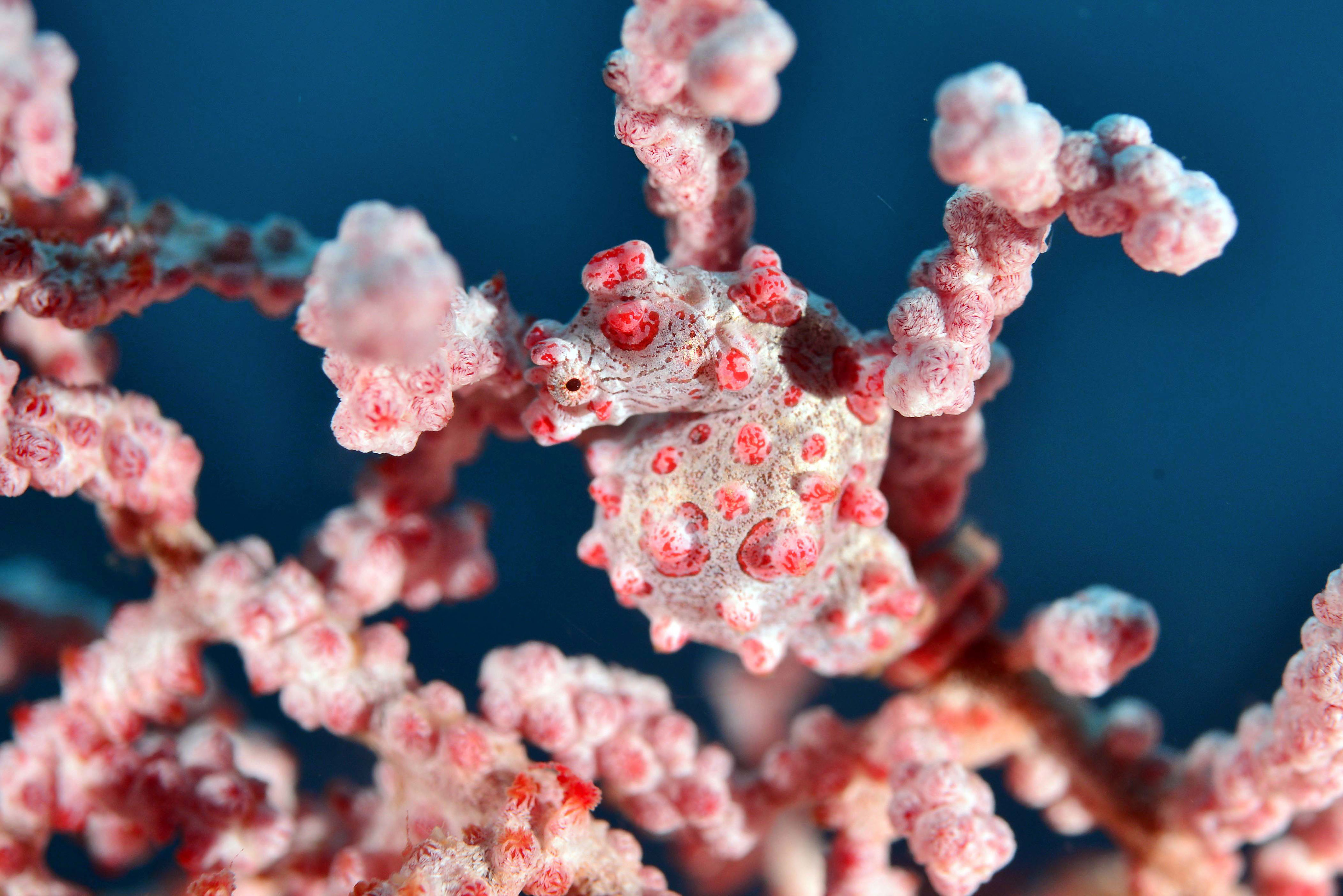 These Bumpy Little Seahorses Are Amazing Camouflage Artists. Scientists ...