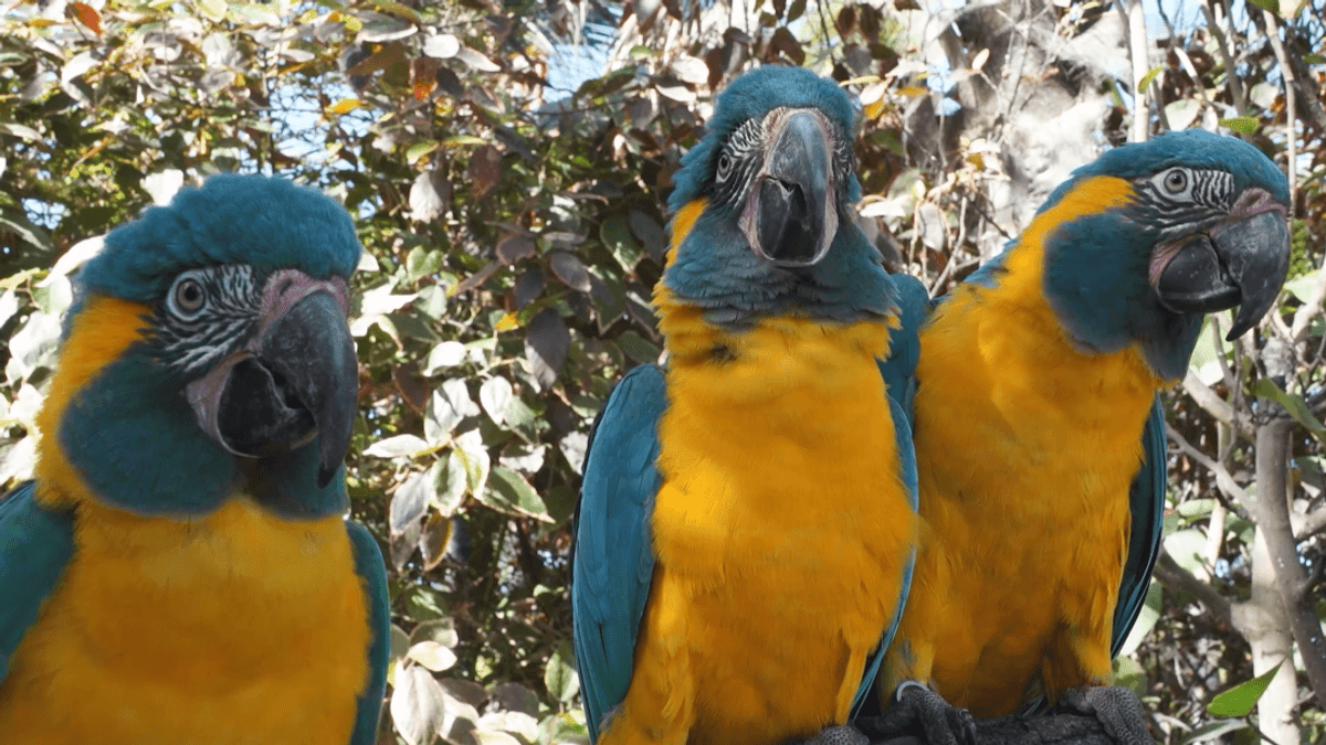 Macaws Learn From Watching Other Macaws Interact – A Kind Of Imitation ...