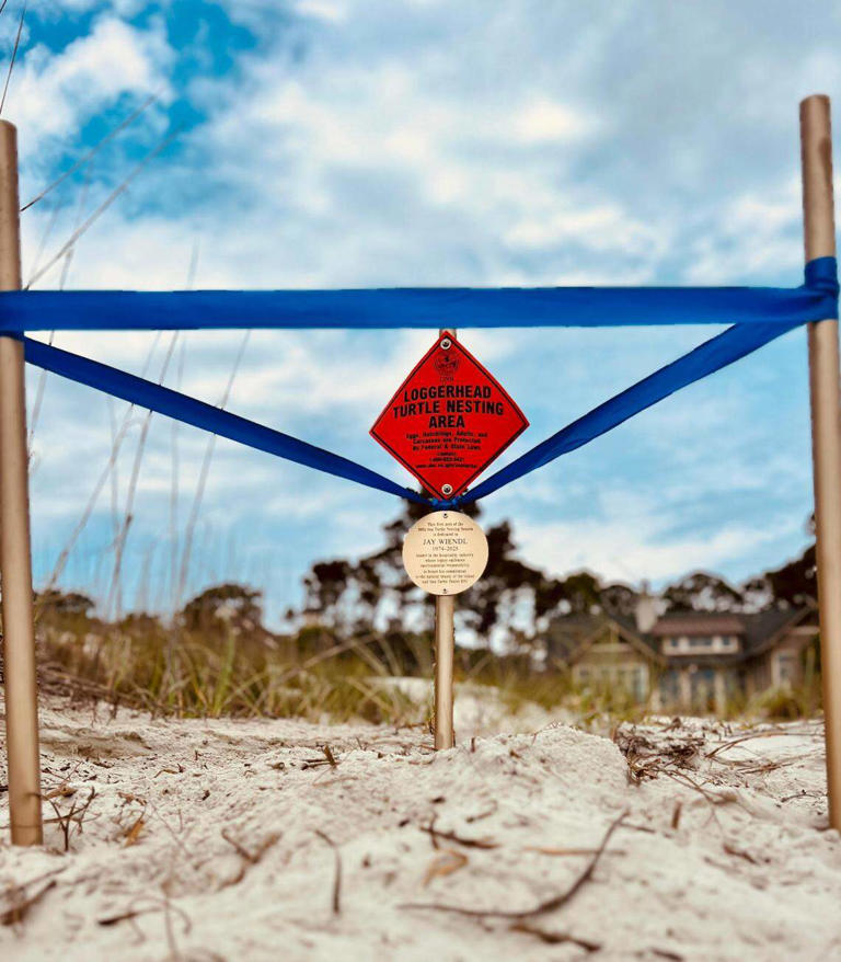 The numbers are in. How many nests did sea turtles lay on Hilton Head ...