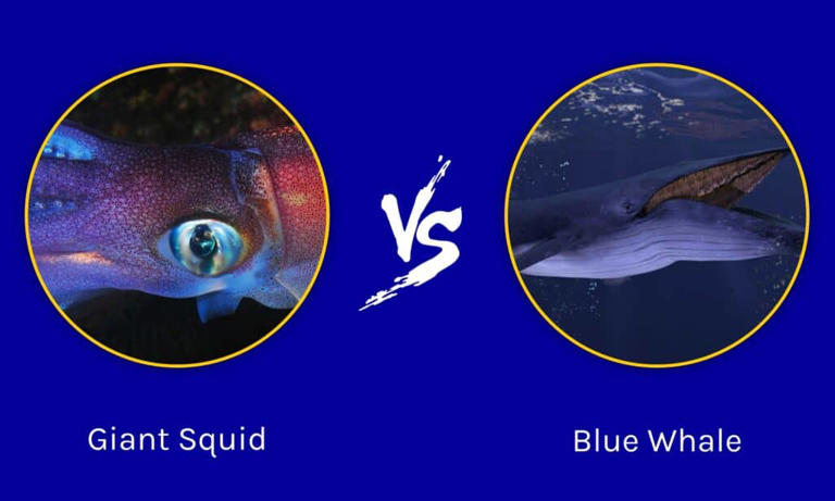Giant Squid vs Blue Whale: Comparing Two Giants