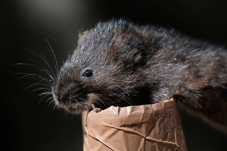 Companies destroyed Cotswolds habitat of rare endangered animals