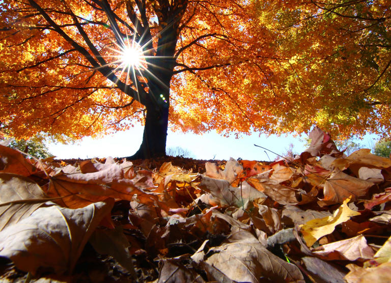 From green to gold, Fall Foliage Map predicts when leaves will change ...