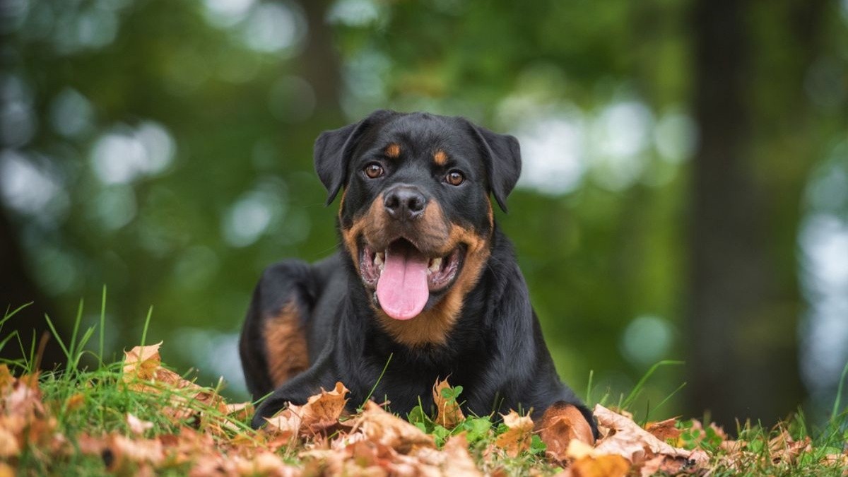 These 8 dog breeds naturally protect their families