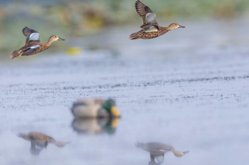 Annual Waterfowl Population Status Report released