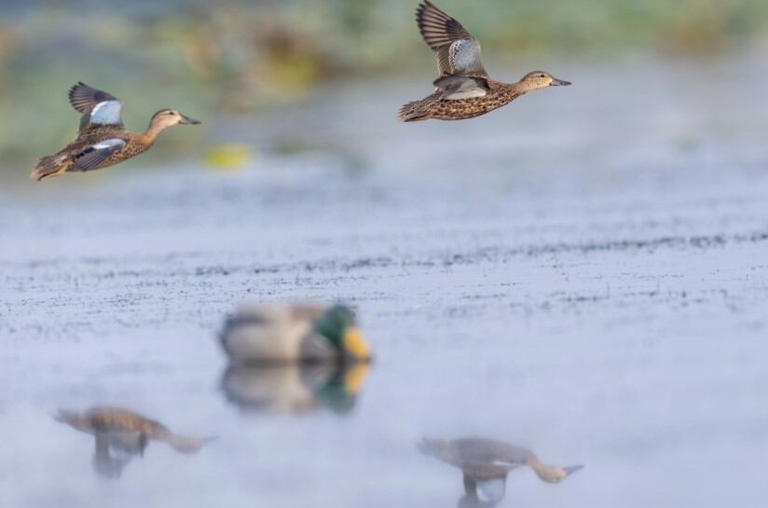 Annual Waterfowl Population Status Report released