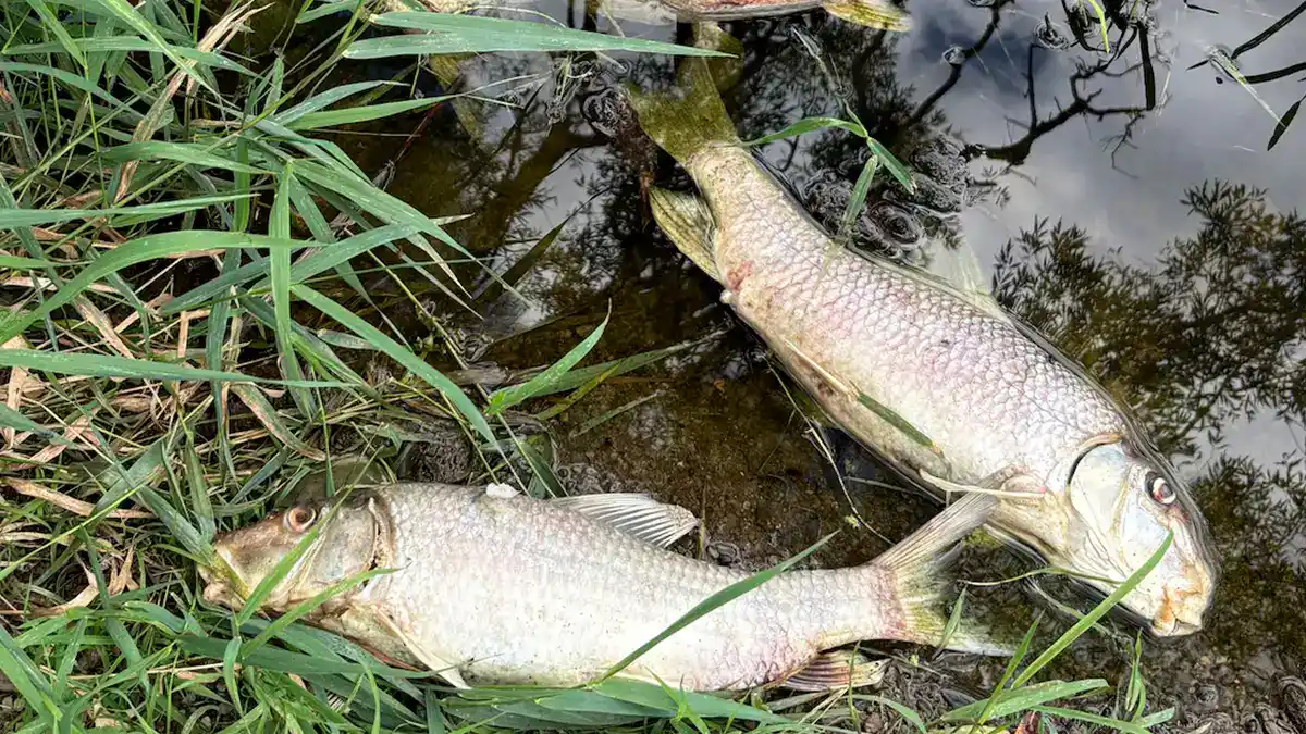 Cheese Factory Wipes Out Tens of Thousands of Fish in Popular Fishing ...
