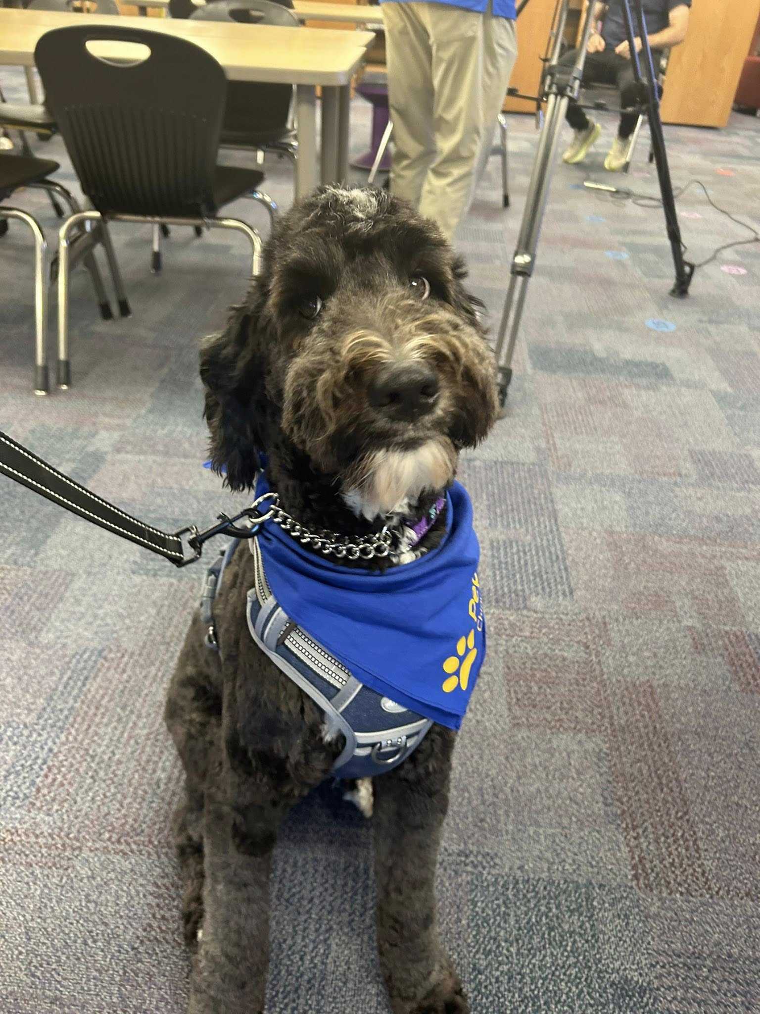 Meet Pepper, she's Chinn Elementary's newest facility dog to help ...