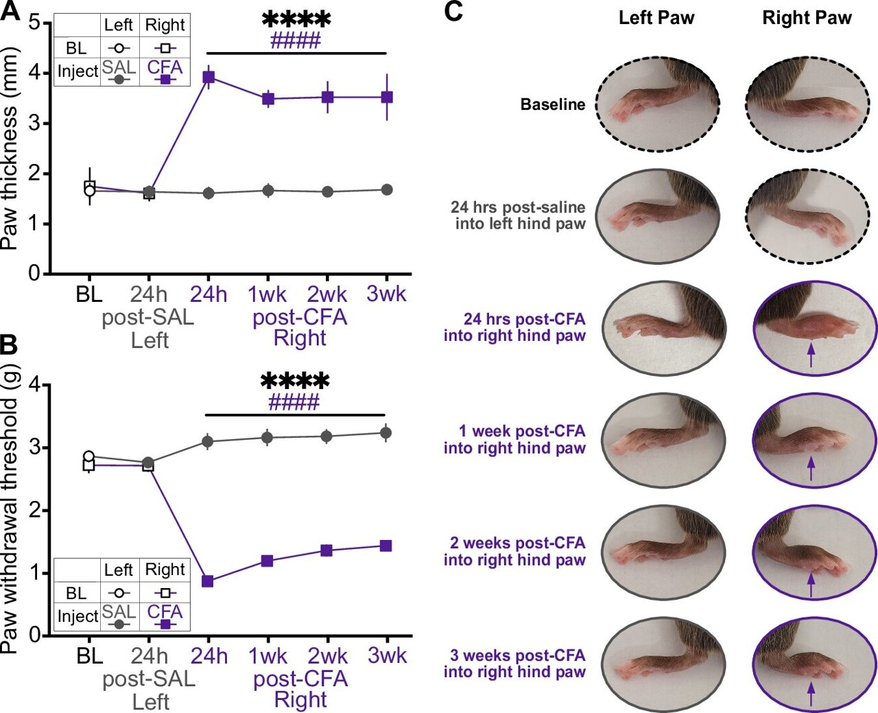 Mouse study links chronic pain to disrupted sleep patterns
