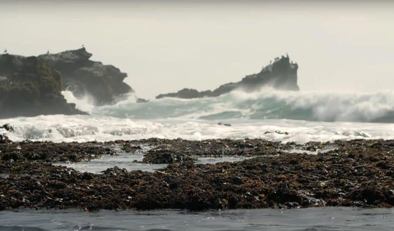 How the Six-Rayed Sea Star Protects Her Babies From Danger