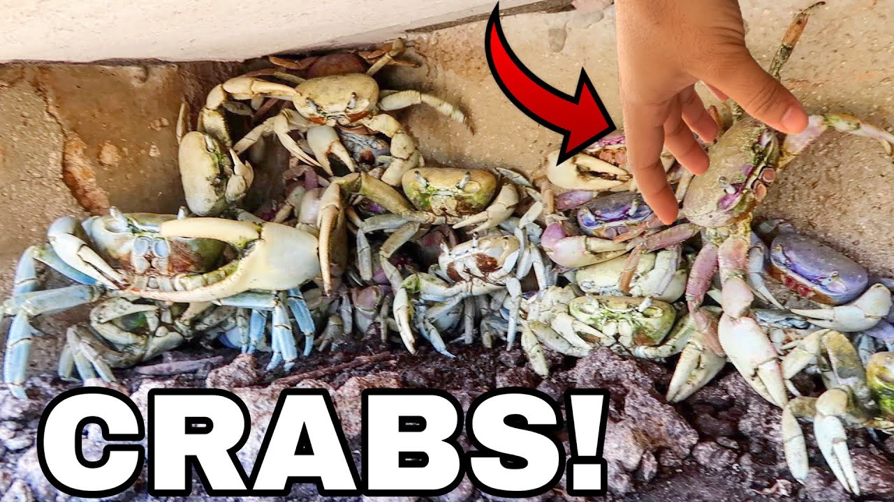 Mud crab madness | Hunting crabs in deep holes