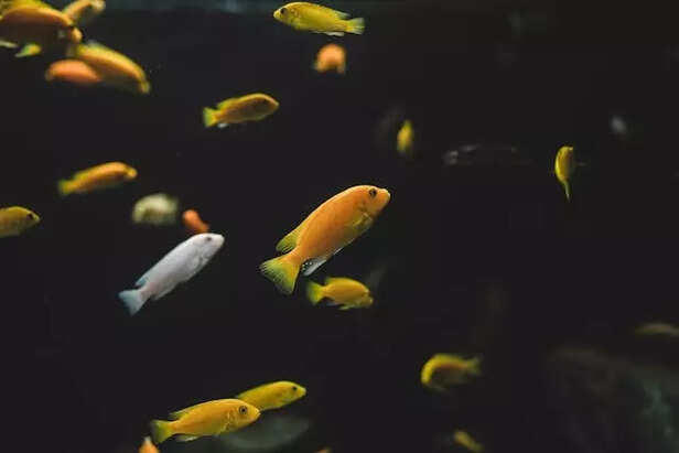 5 Vibrant Yellow Fish That Brighten Up Your Aquarium