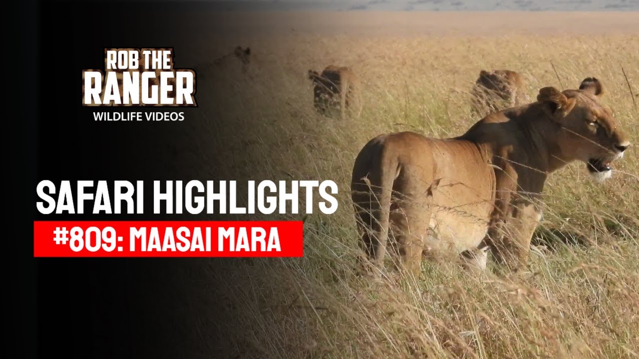 Safari Highlights: Top Sightings of March 5th