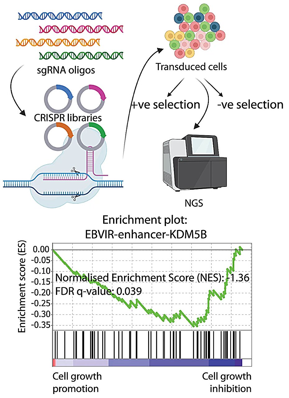 How the Epstein-Barr virus hooks onto DNA to reorganize genome and ...