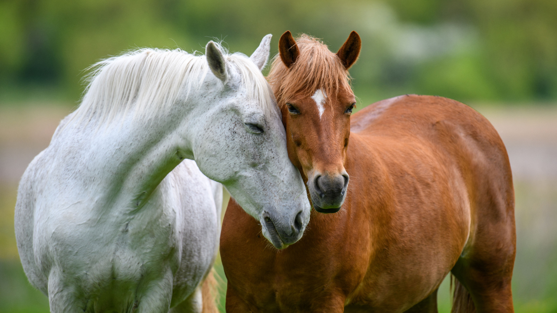 13 Fascinating Horse Facts Animal Lovers Should Know