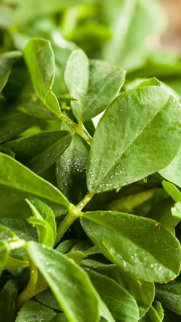 How to grow fenugreek (methi) in balcony garden