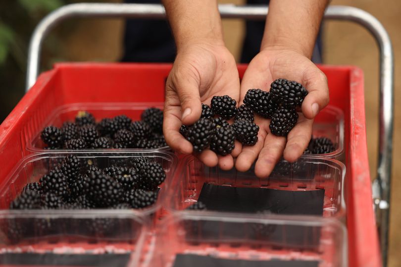 BBC expert sparks alert as people 'face £300 fine for picking blackberries'
