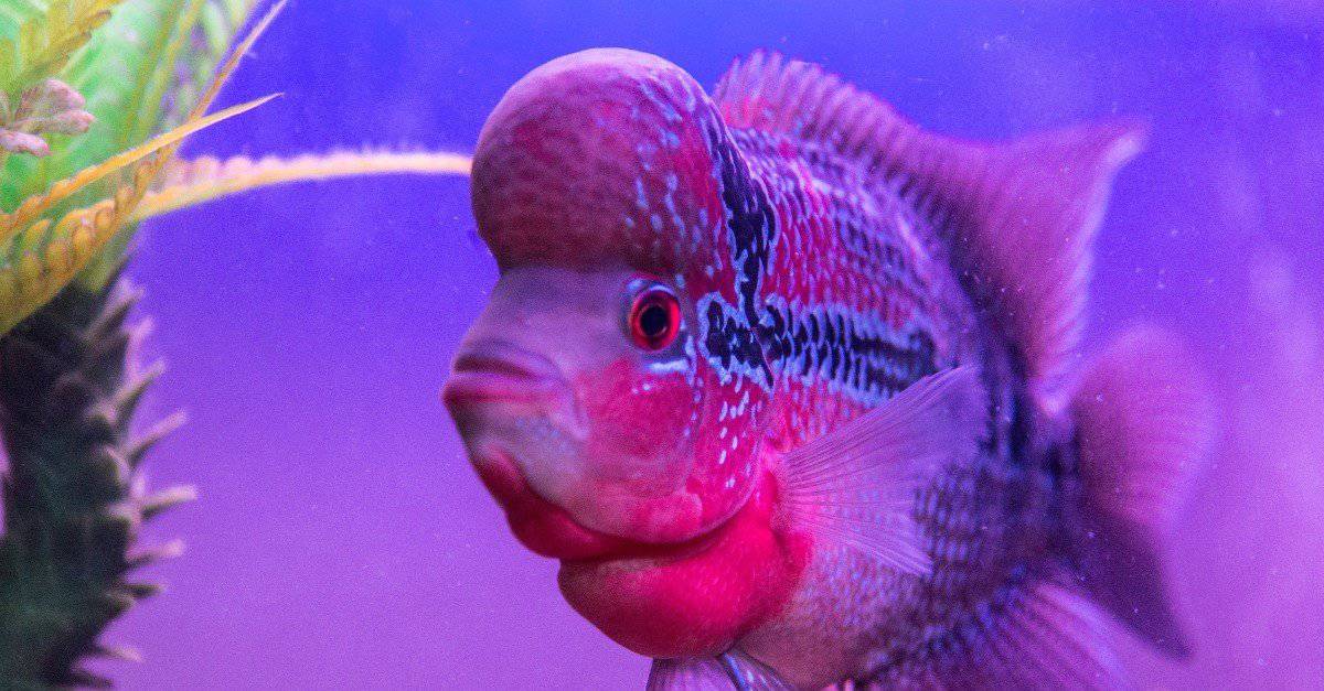 16 Funny Looking Fish with Big Foreheads