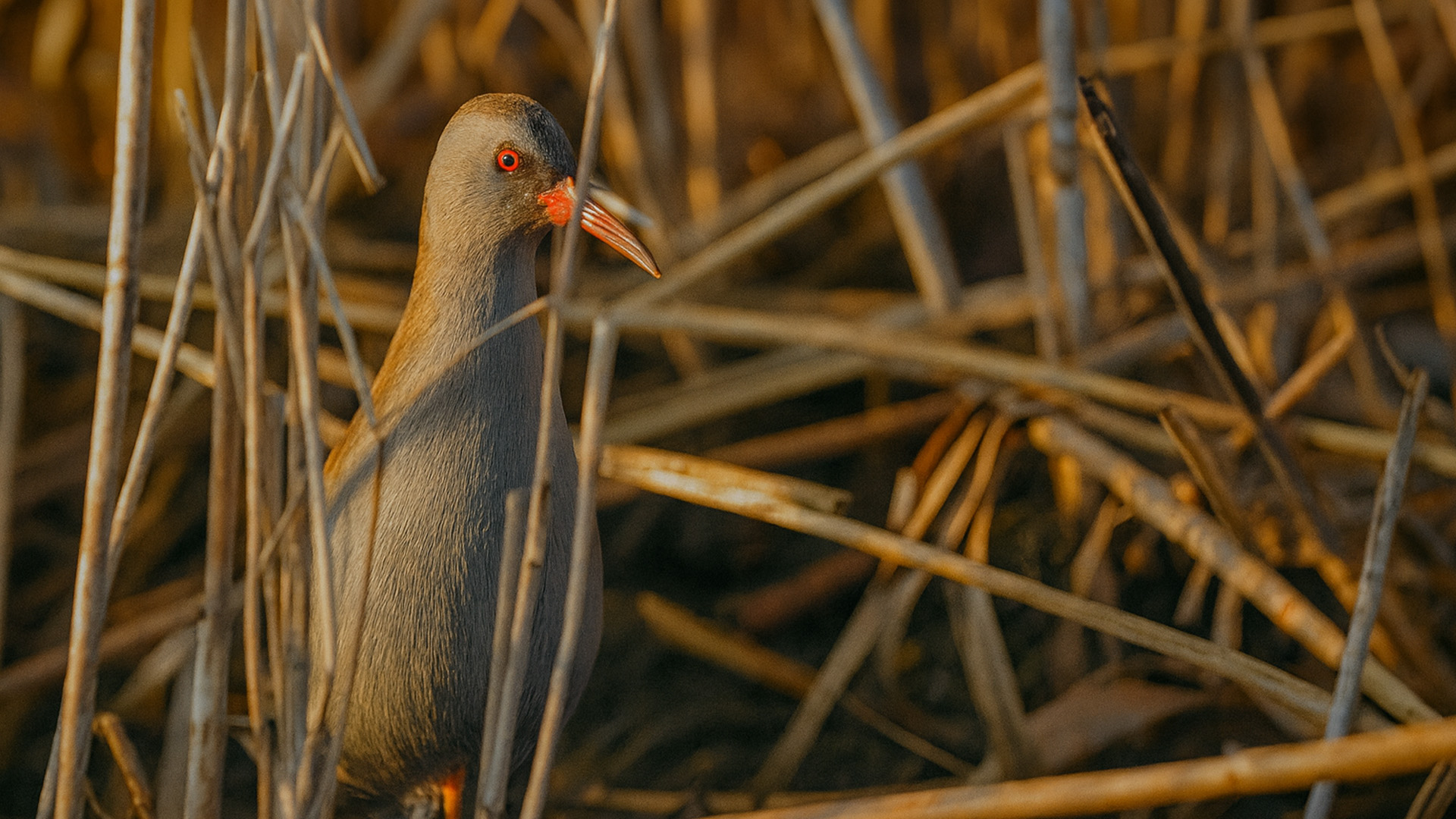 Elusive Water Rail Hides in the Reeds – Rallus aquaticus