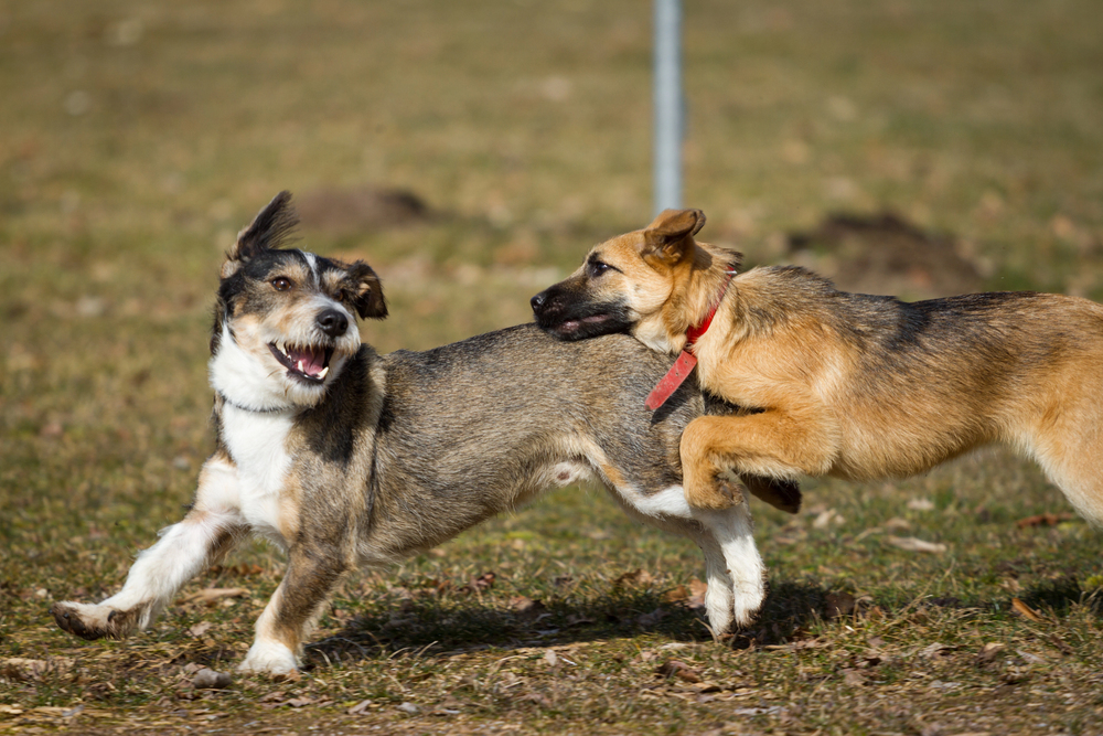 17 Tips to Help Pets Socialize Better