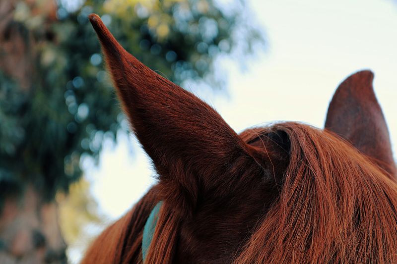 13 Fascinating Horse Facts Animal Lovers Should Know
