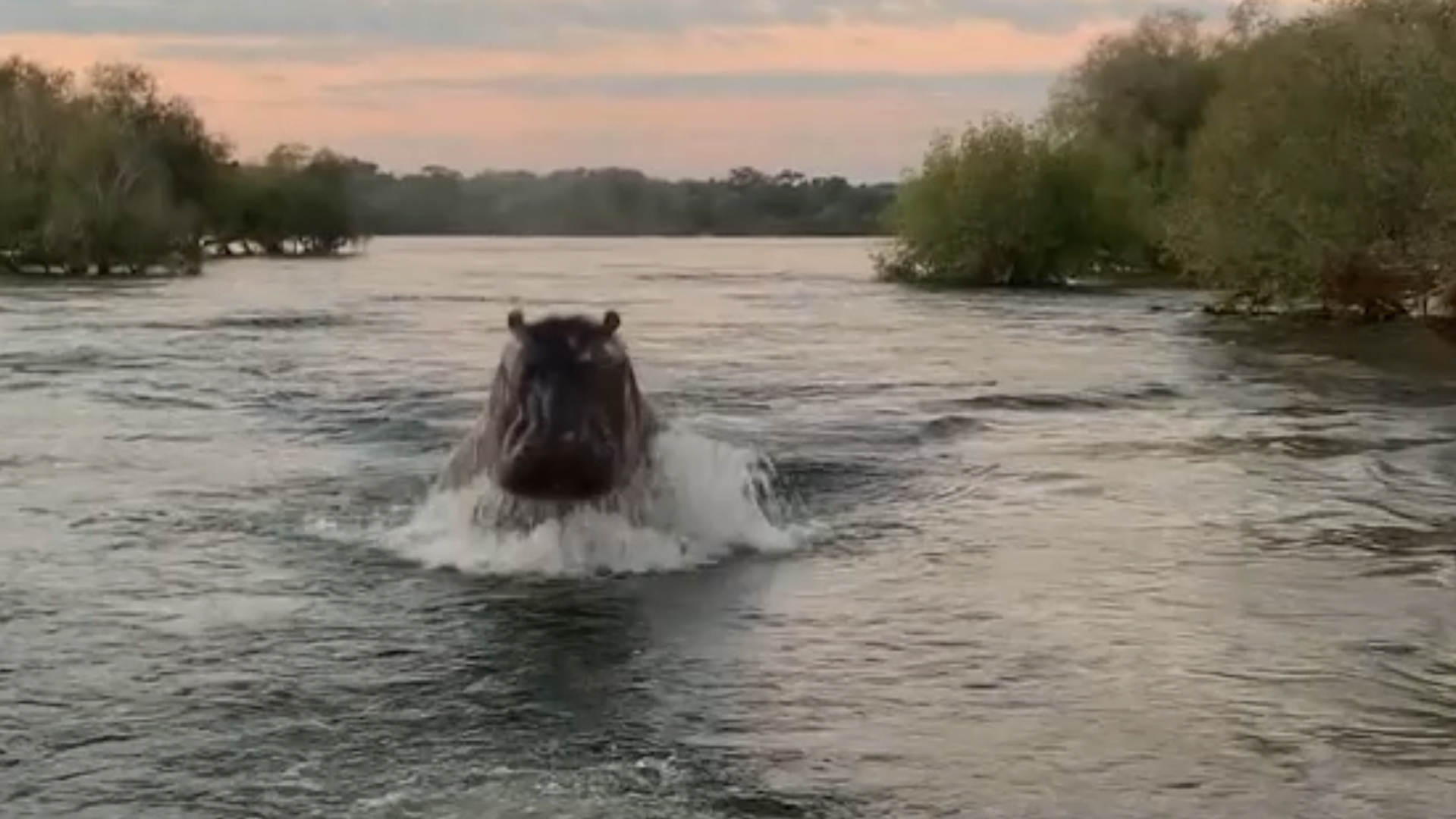 Terrifying moment group of sightseers CHASED by huge hippo