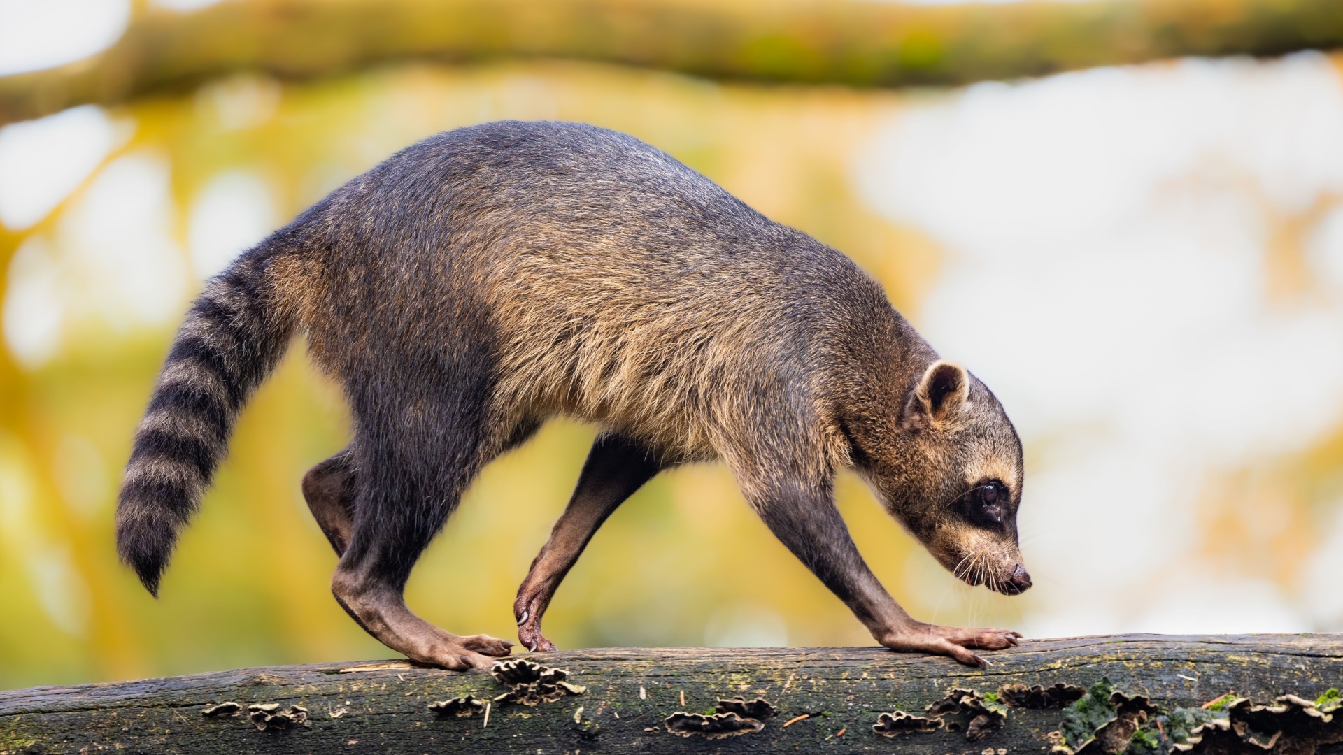 How To Keep Raccoons Away From Your Yard, According To Wildlife Control ...