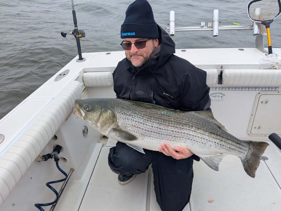 She went where? Striped bass migration secret revealed