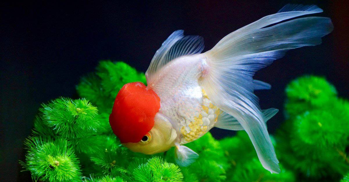 16 Funny Looking Fish with Big Foreheads