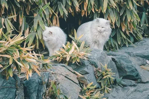 8 Wild Secrets White Cats Have Been Hiding from Humans