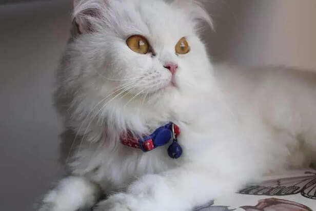 8 Wild Secrets White Cats Have Been Hiding from Humans