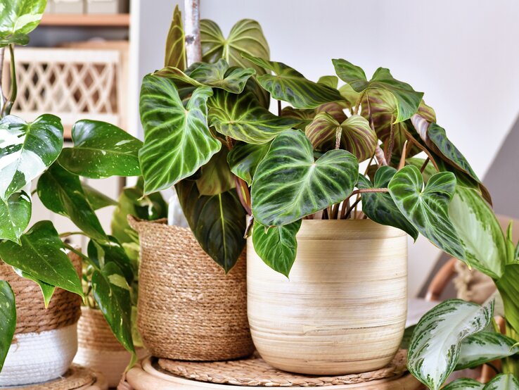 Pflegeleicht: 3 Zimmerpflanzen, die perfekt für Anfänger sind